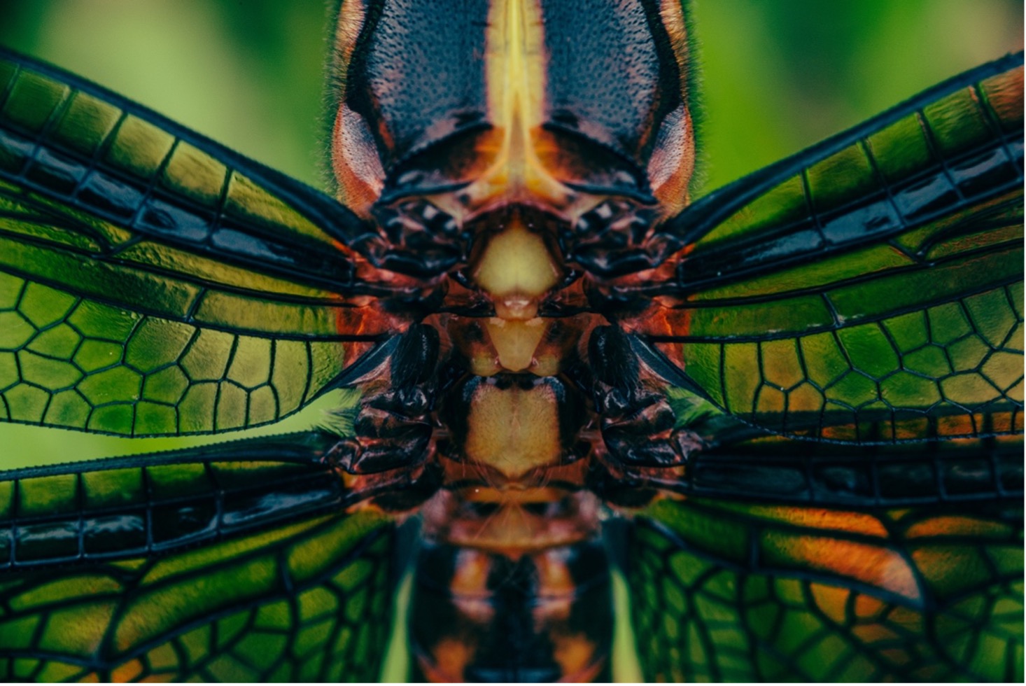 The 3 Levels of Biomimicry: Our Foundation for Better Design - Pippin ...